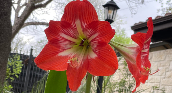 The Love that Moves the Sun and the Other Stars – Classical Academic Press